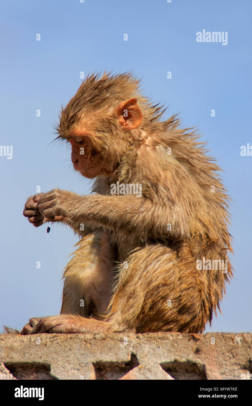 Wet monkey wall wall hi-res stock photography and images - Alamy
