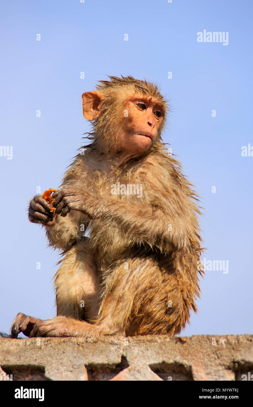 Wet Rhesus macaque (Macaca mulatta) sitting on a stone wall in Jaipur ...