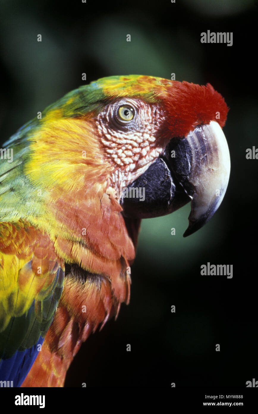 Historic bird hi-res stock photography and images - Alamy
