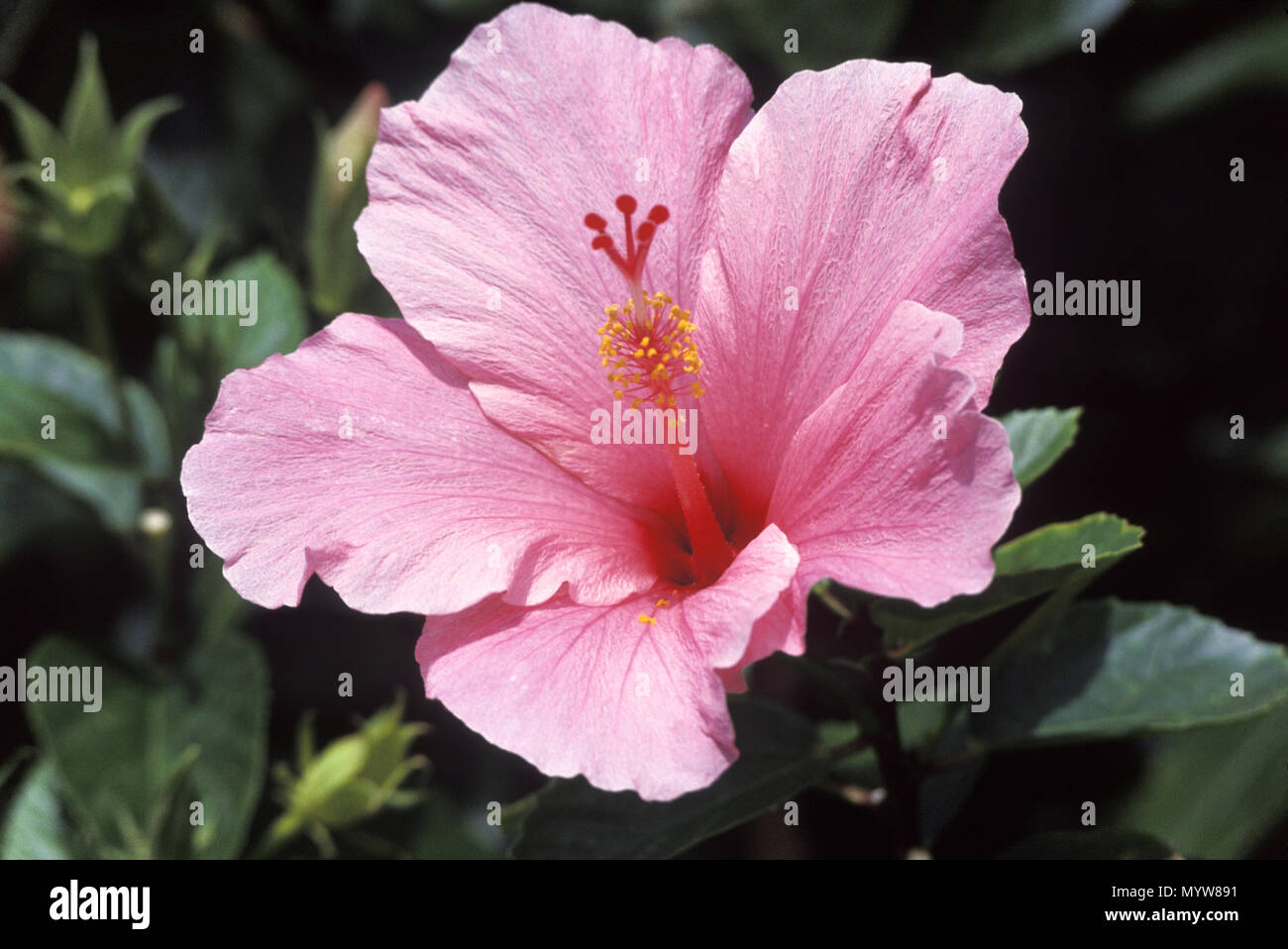1992 HISTORICAL TROPICAL PINK HIBISCUS FLOWER Stock Photo - Alamy