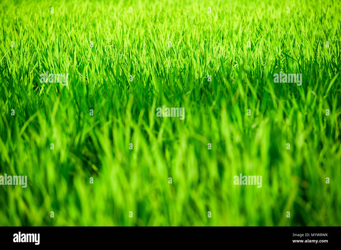 Close-up view of a green rice field in southern India, Hampi, Karnataka ...