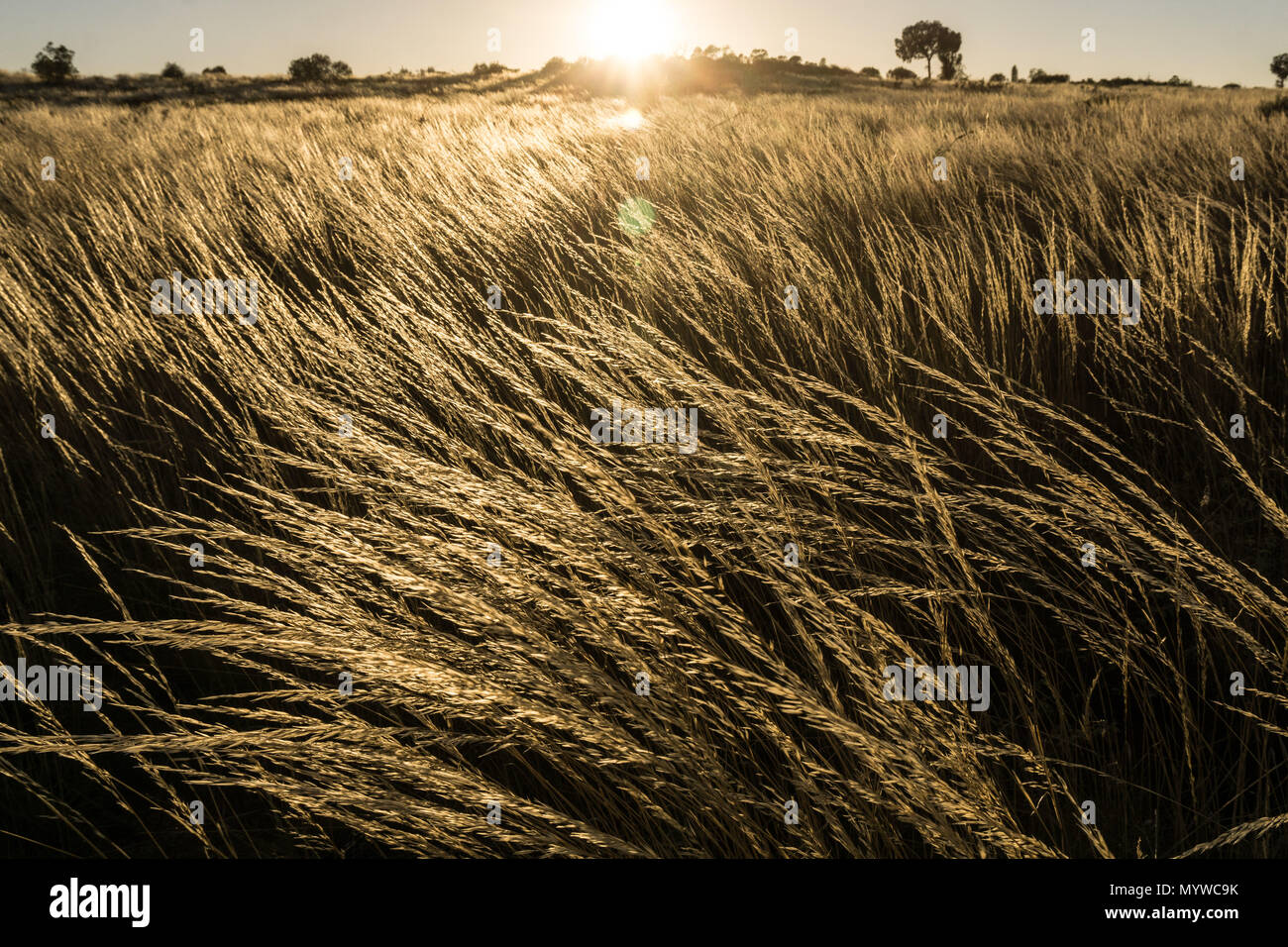 Australian native grass hi-res stock photography and images - Alamy