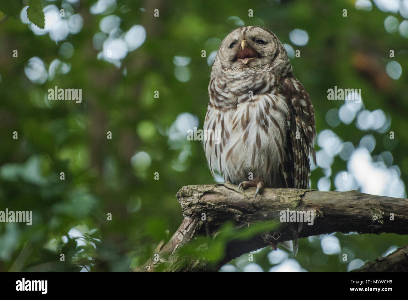 Owl with beak open hi-res stock photography and images - Alamy