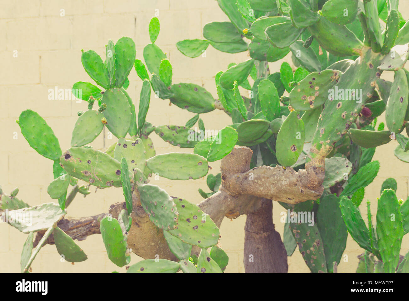 Photograph of a green cactus plant called nopal Stock Photo - Alamy