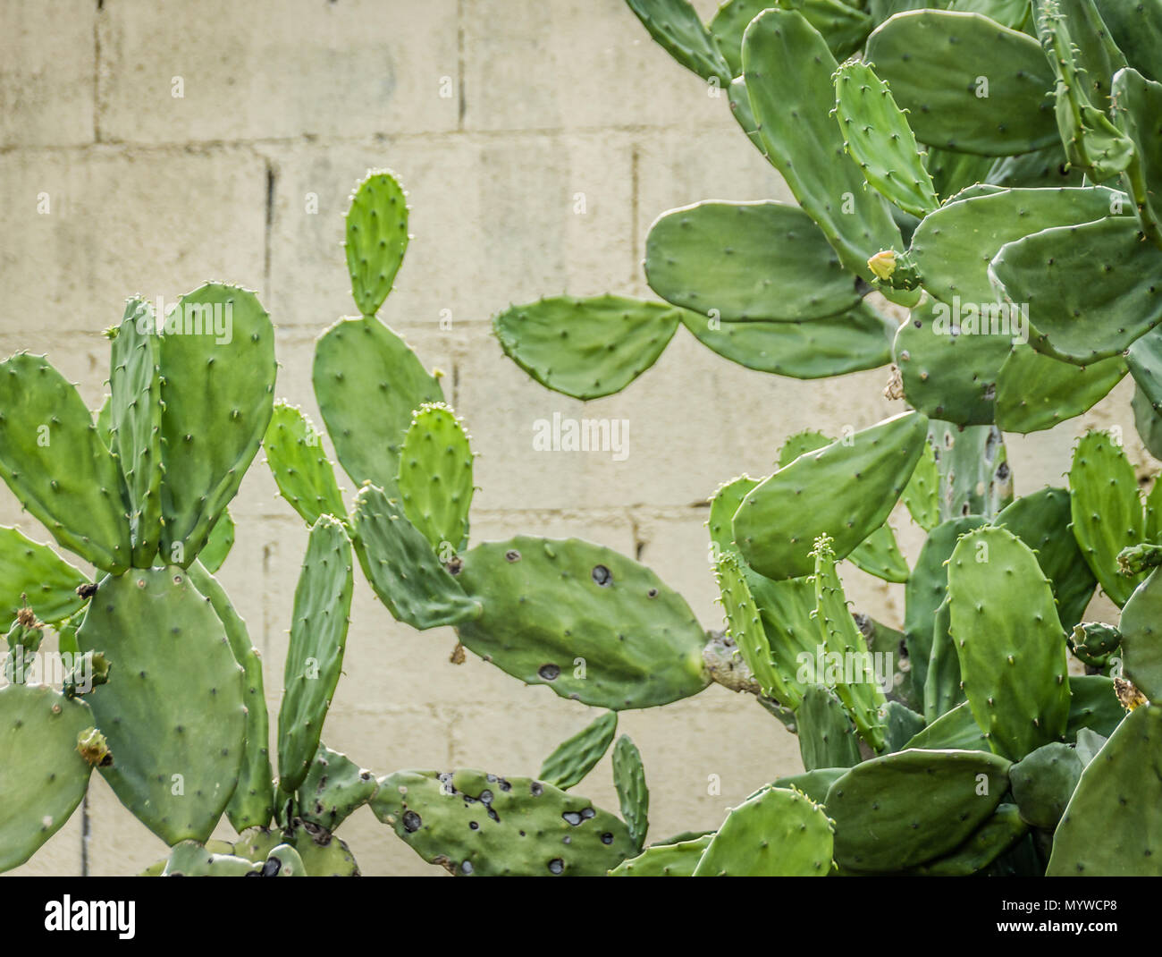 Photograph of a green cactus plant called nopal Stock Photo - Alamy