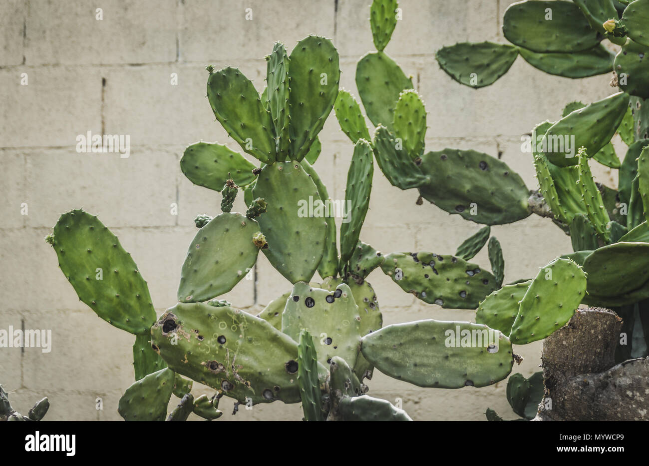 Photograph of a green cactus plant called nopal Stock Photo - Alamy