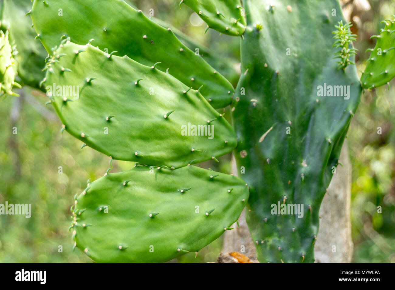 Photograph of a green cactus plant called nopal Stock Photo - Alamy