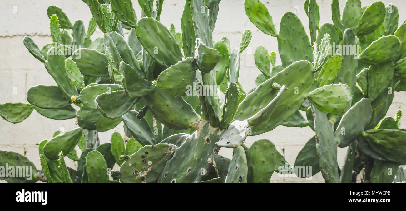 Photograph of a green cactus plant called nopal Stock Photo - Alamy