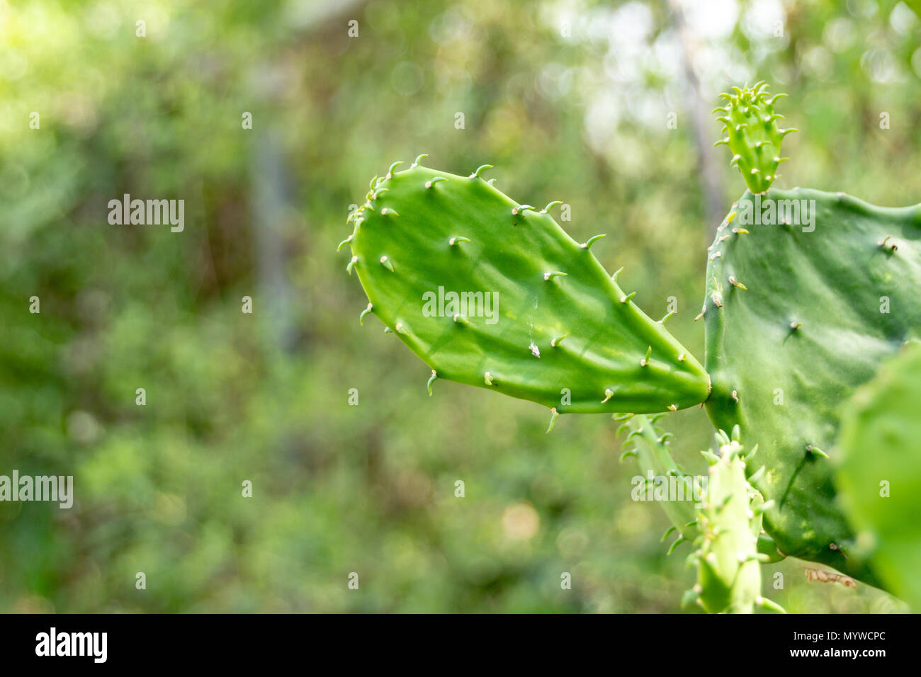 Photograph of a green cactus plant called nopal Stock Photo - Alamy