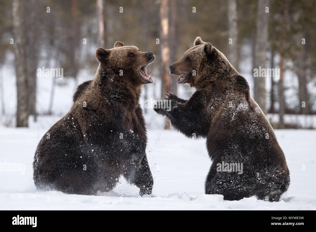Male female fight hi-res stock photography and images - Alamy