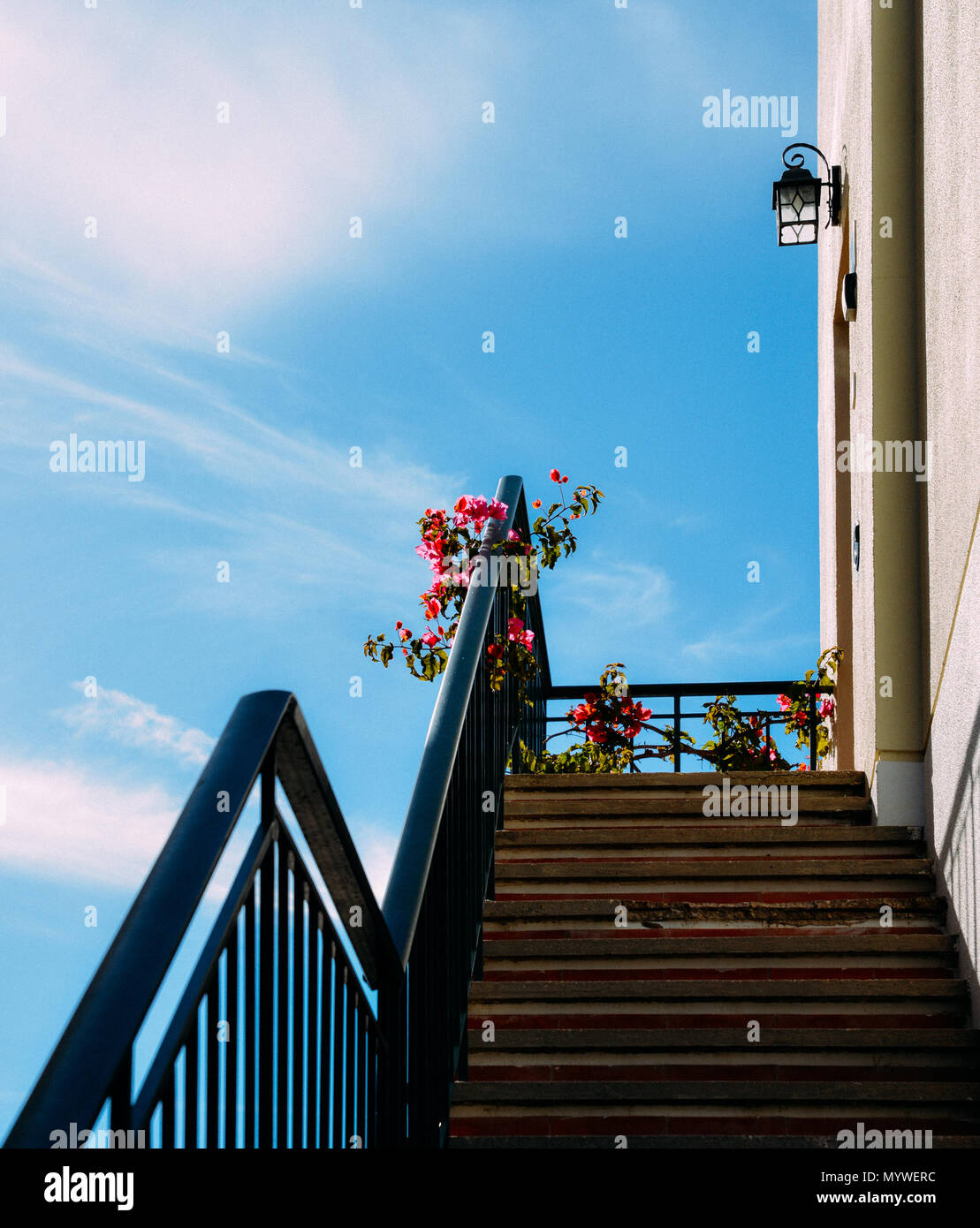 Residential stairs with pink flowers against a blue sky with copy space ...