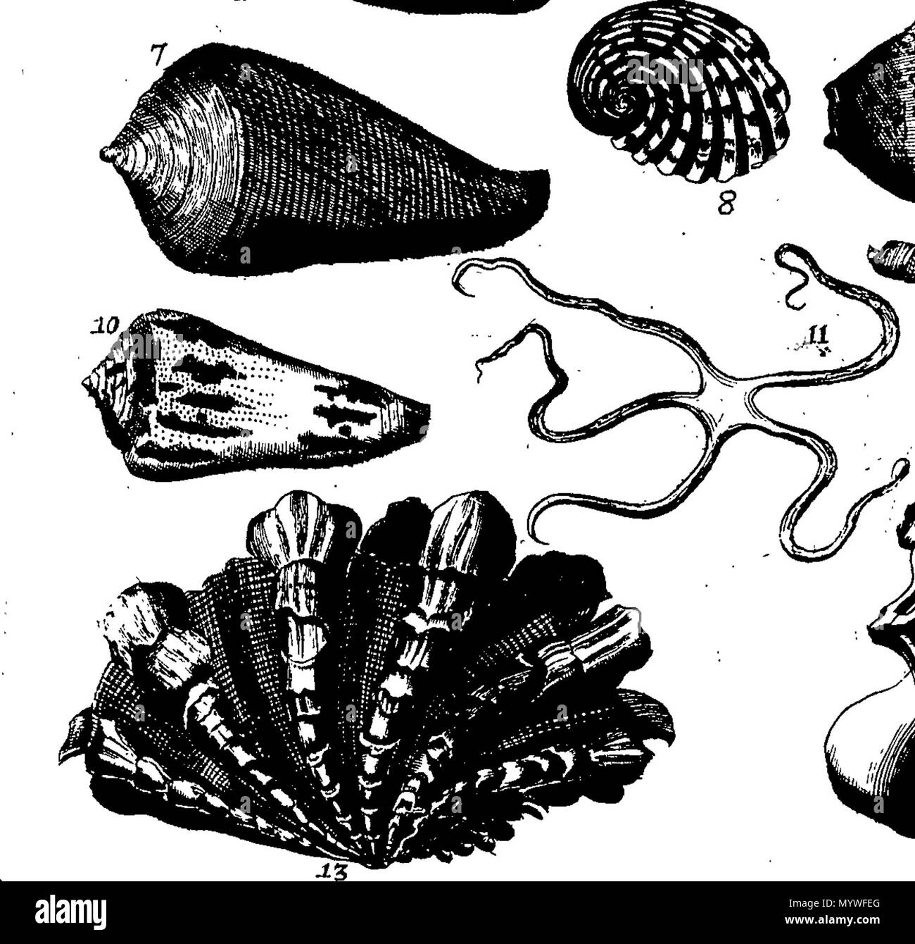 Animalium hi-res stock photography and images - Alamy