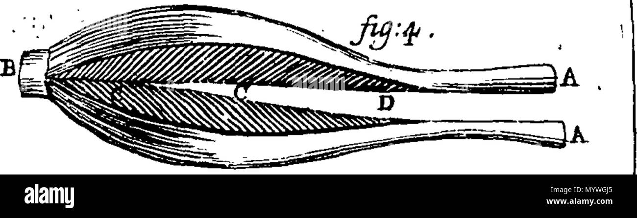 . English: Fleuron from book: Ars anatomica: or, the anatomy of humane ...