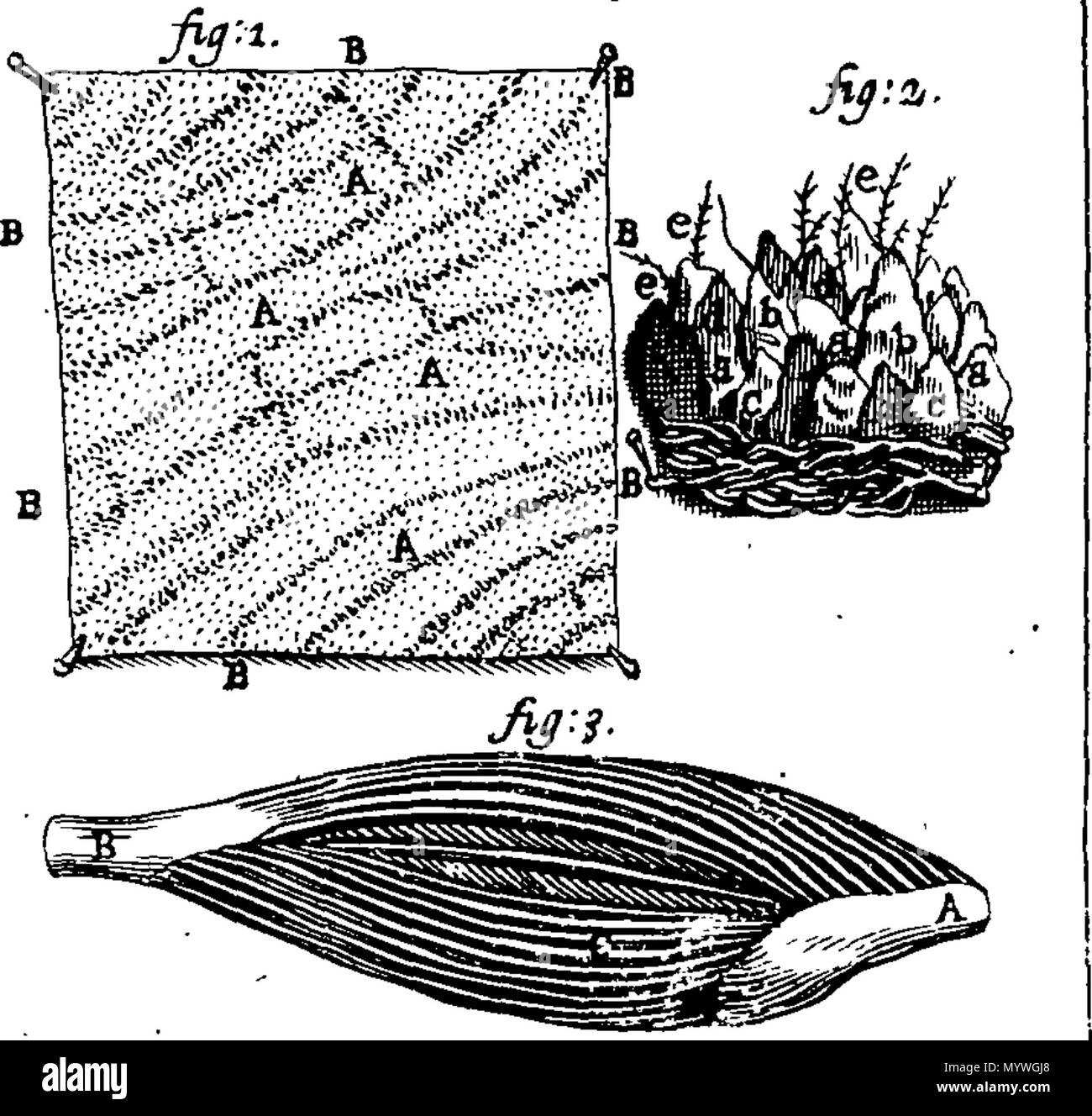 . English: Fleuron from book: Ars anatomica: or, the anatomy of humane ...