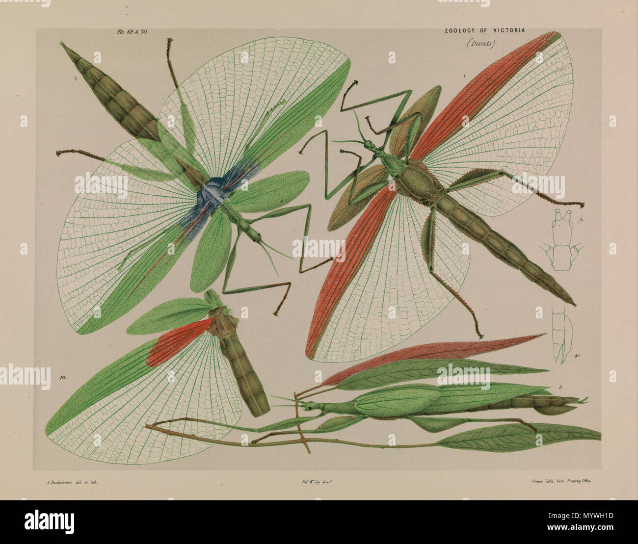 . Red shouldered stick insect, Tropidoderus rhodomus . 1881 380 Arthur ...