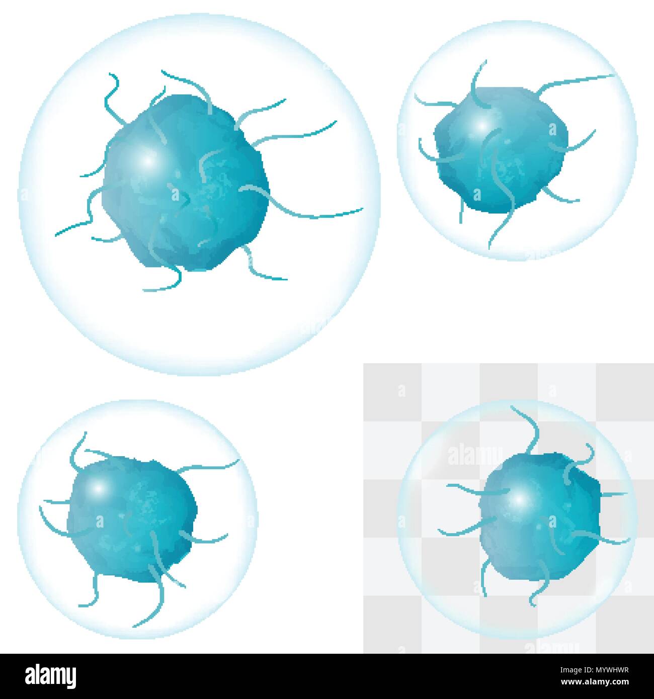 Common fungus Stock Vector Images - Alamy