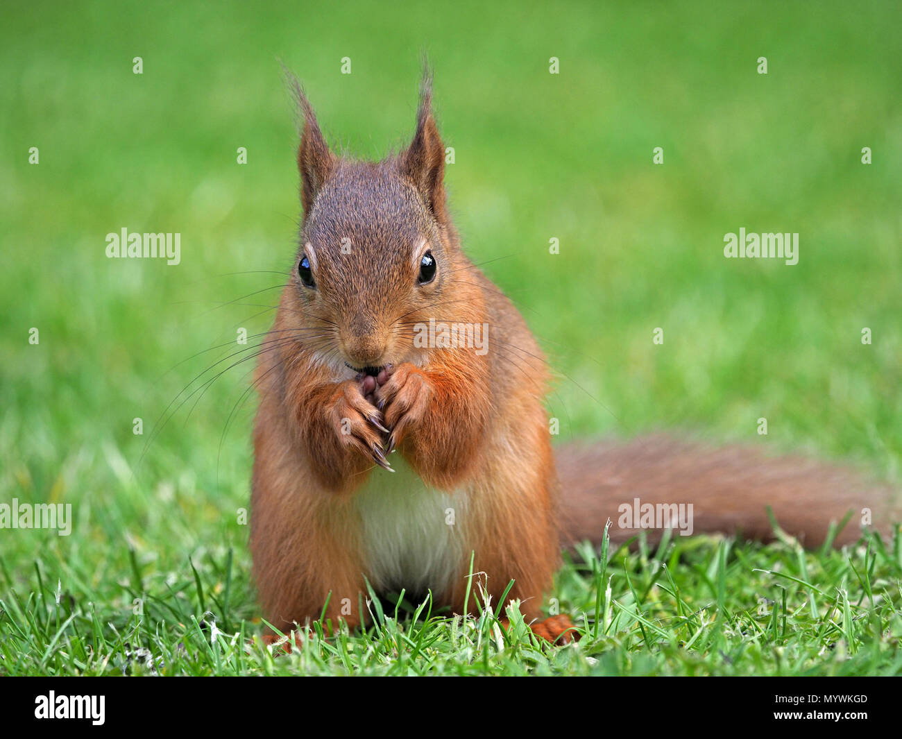 Kit red squirrel hi-res stock photography and images - Alamy