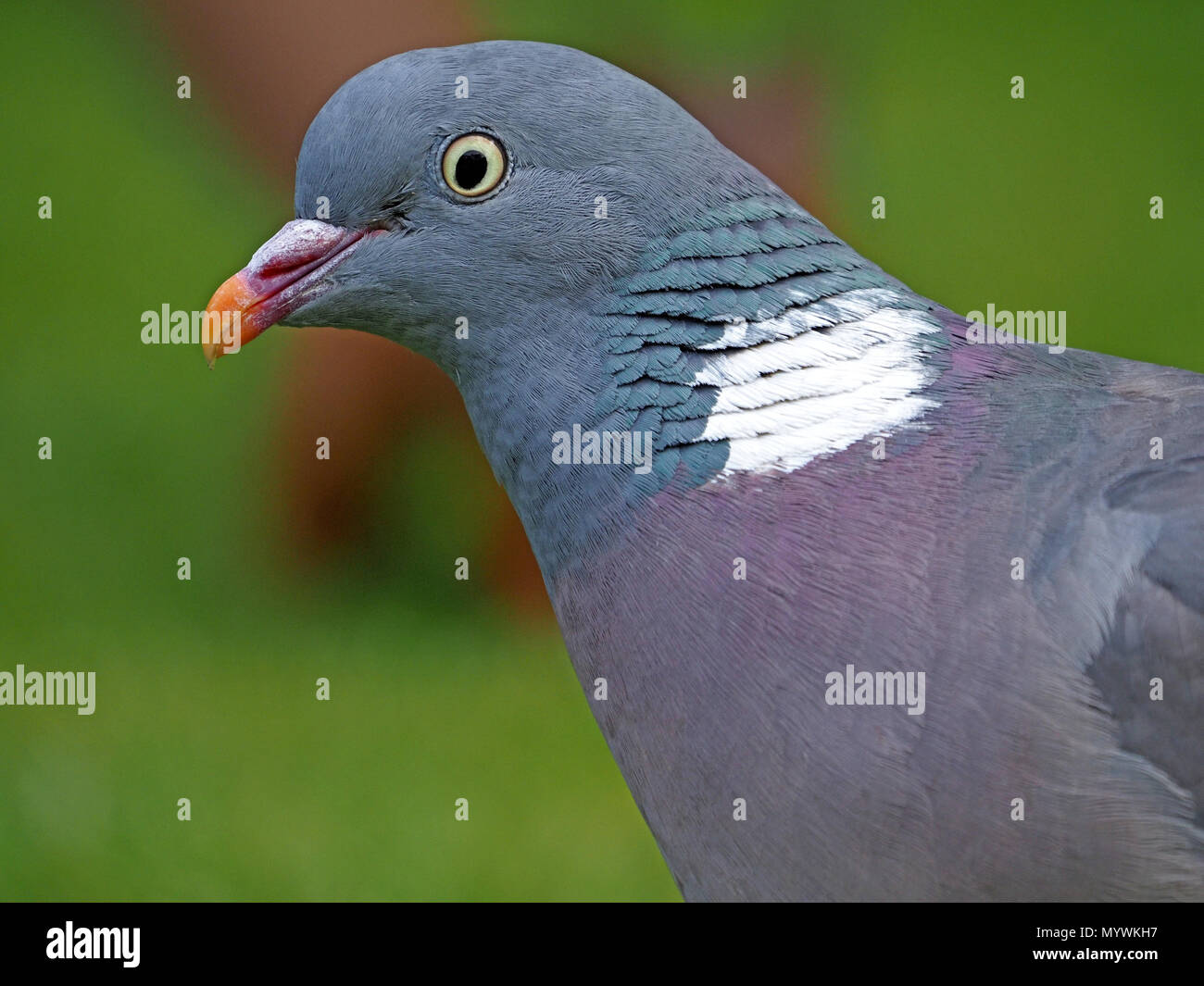 detail of common wood pigeon (Columba palumbus) head & neck showing ...