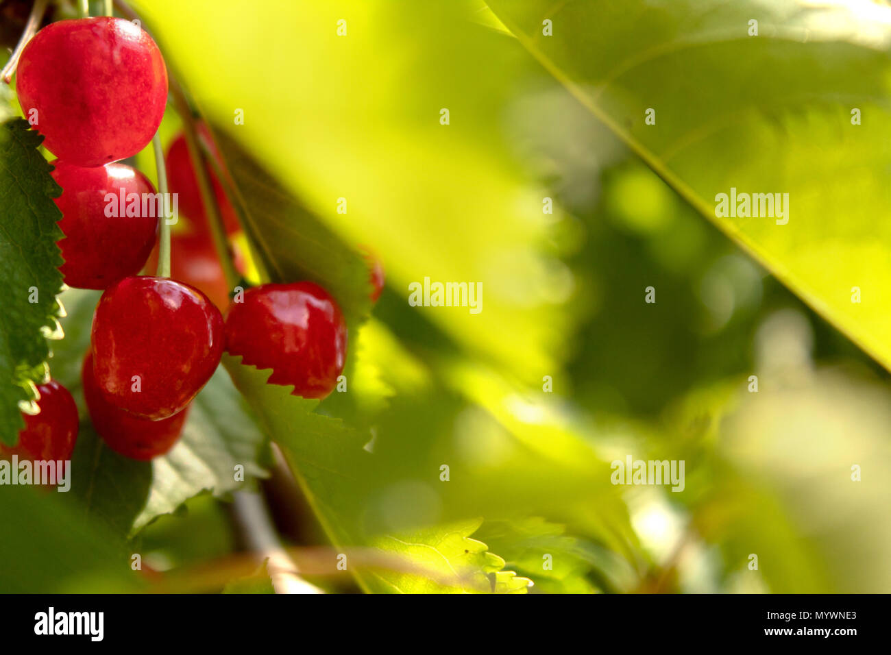 Close up of cherries Stock Photo - Alamy