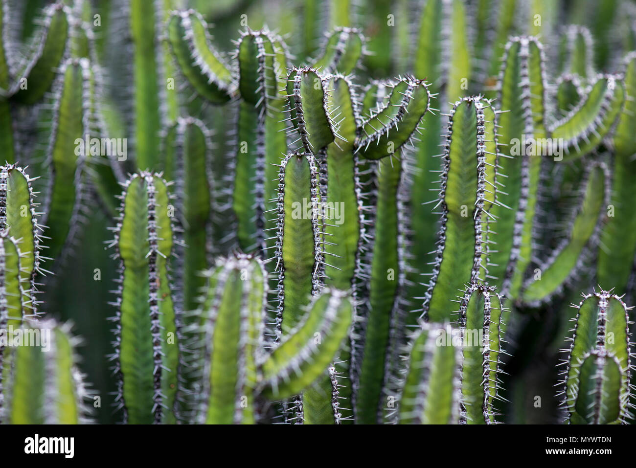 multiple cacti creating a pattern Stock Photo - Alamy