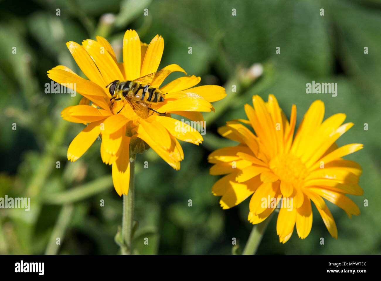 Hoverfly on a field marigold in the sun at Kew Gardens Stock Photo - Alamy