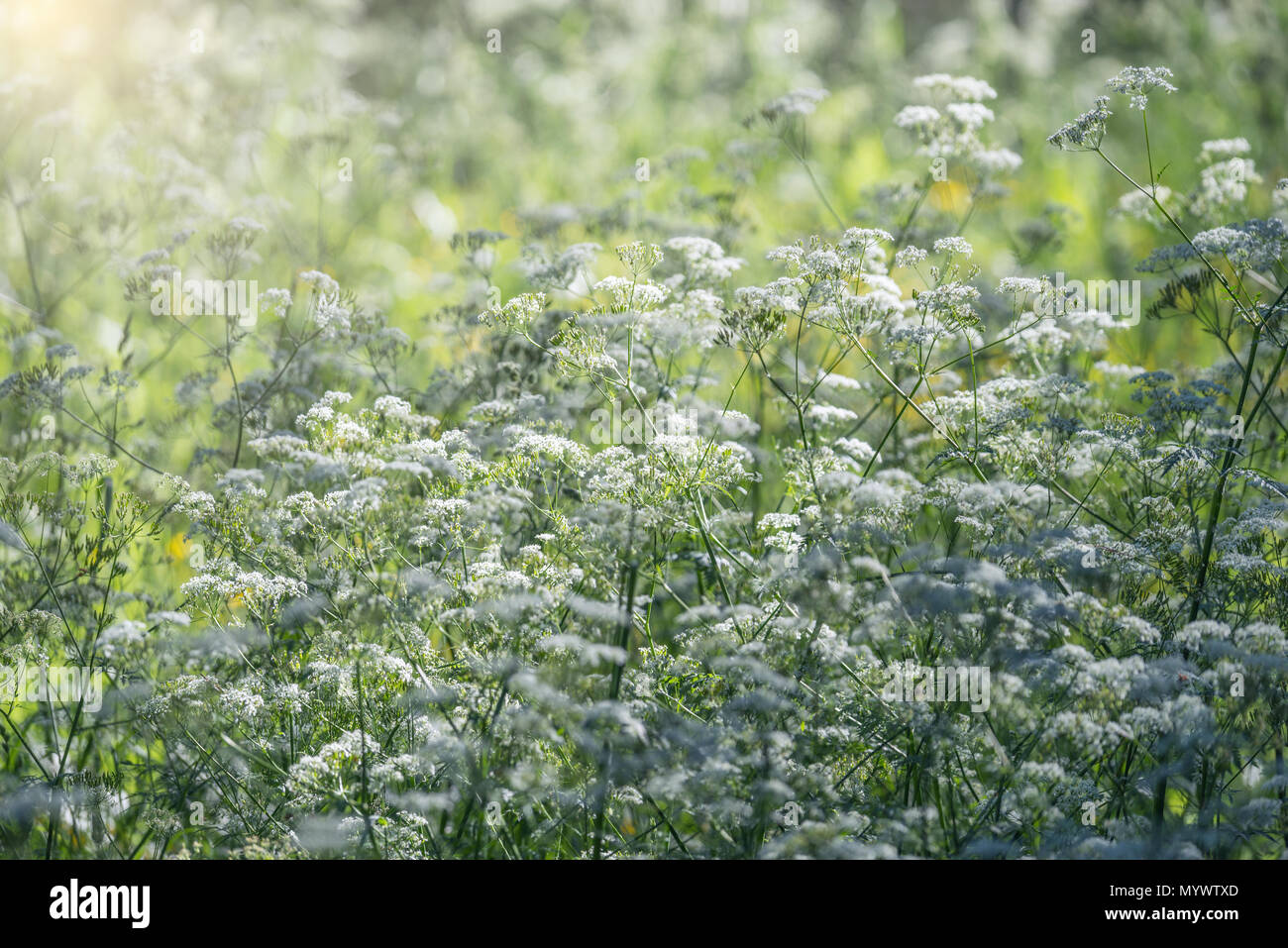 Umbellate plant on the meadow at sunny day time Stock Photo - Alamy