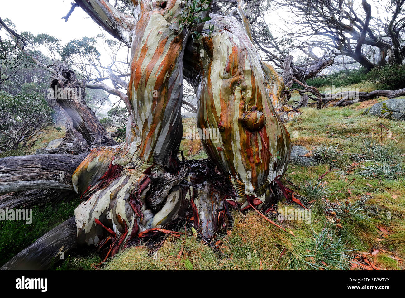 Snow gum hi-res stock photography and images - Alamy