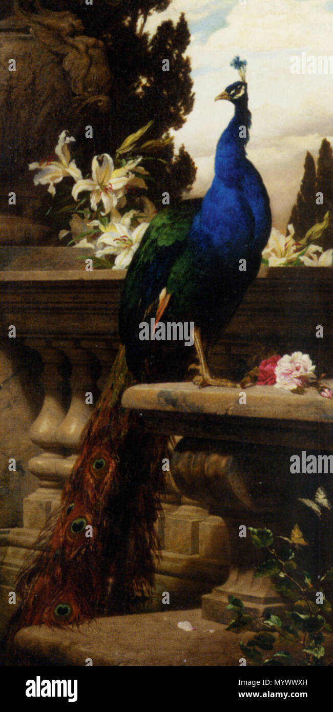 Peacock in landscape hi-res stock photography and images - Alamy