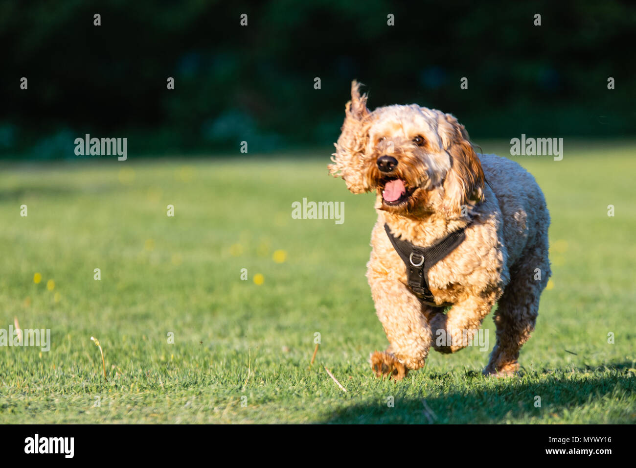 Running cockapoo hi-res stock photography and images - Alamy