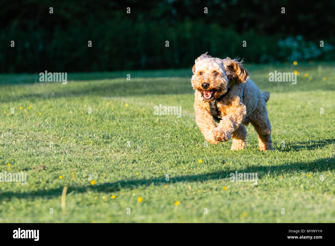 Golden cocker dog hi-res stock photography and images - Alamy