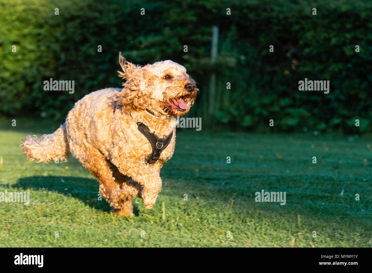 Running cockapoo hi-res stock photography and images - Alamy