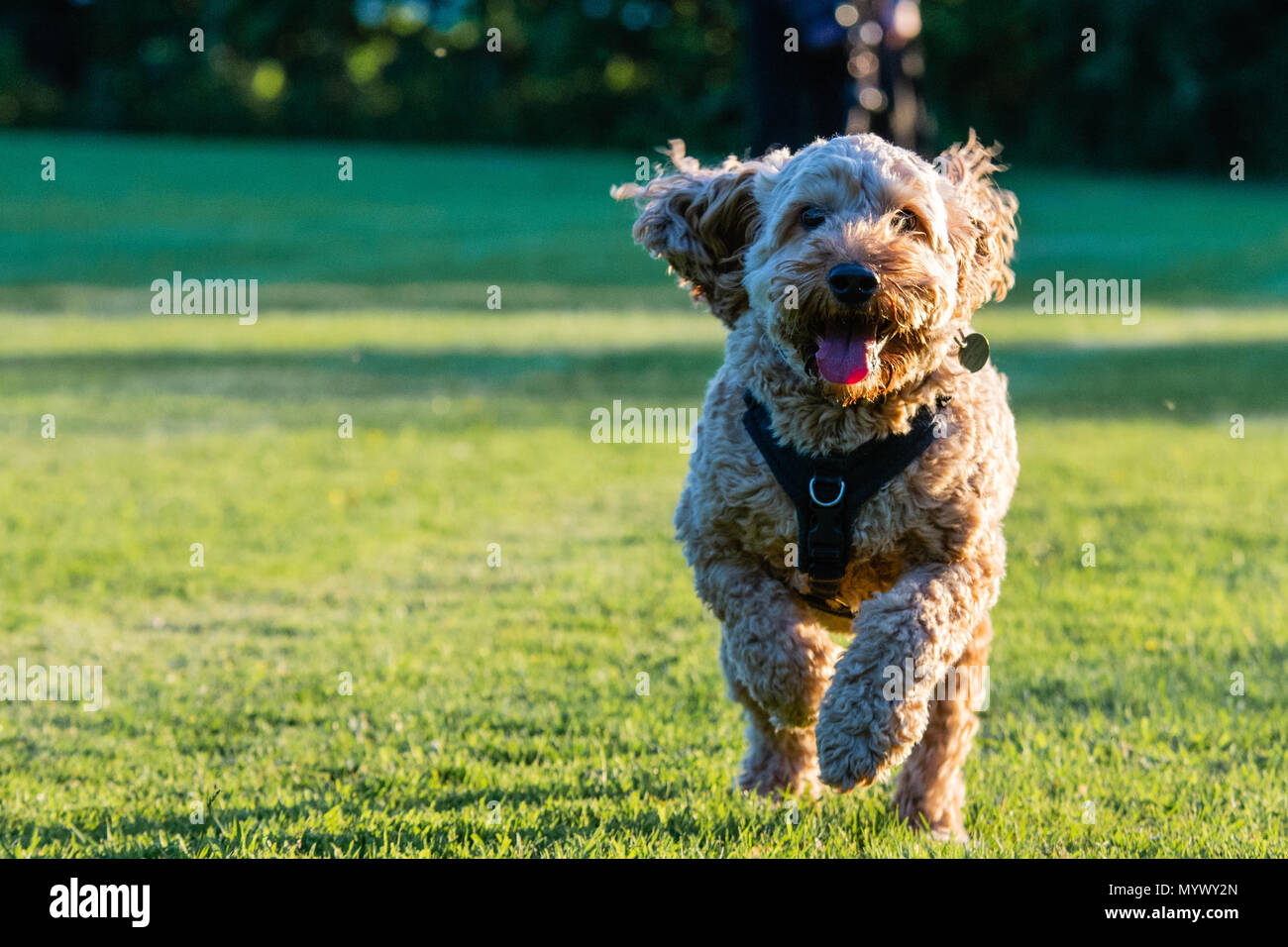 Running cockapoo hi-res stock photography and images - Alamy