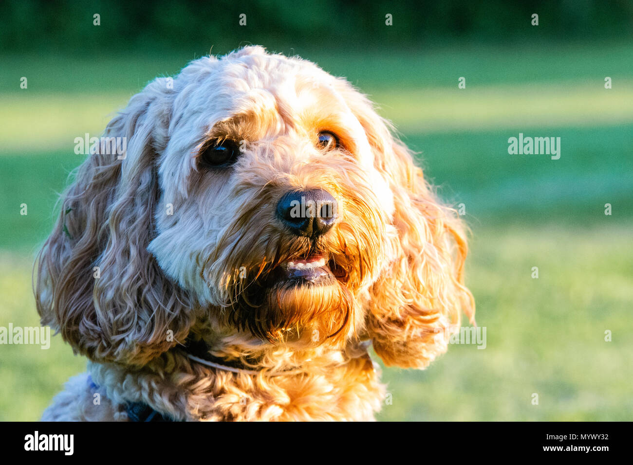 High bentham hi-res stock photography and images - Alamy