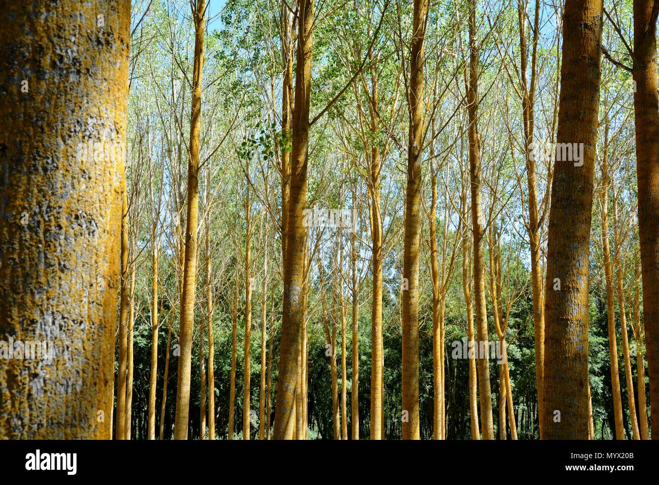 End of the forest hi-res stock photography and images - Alamy
