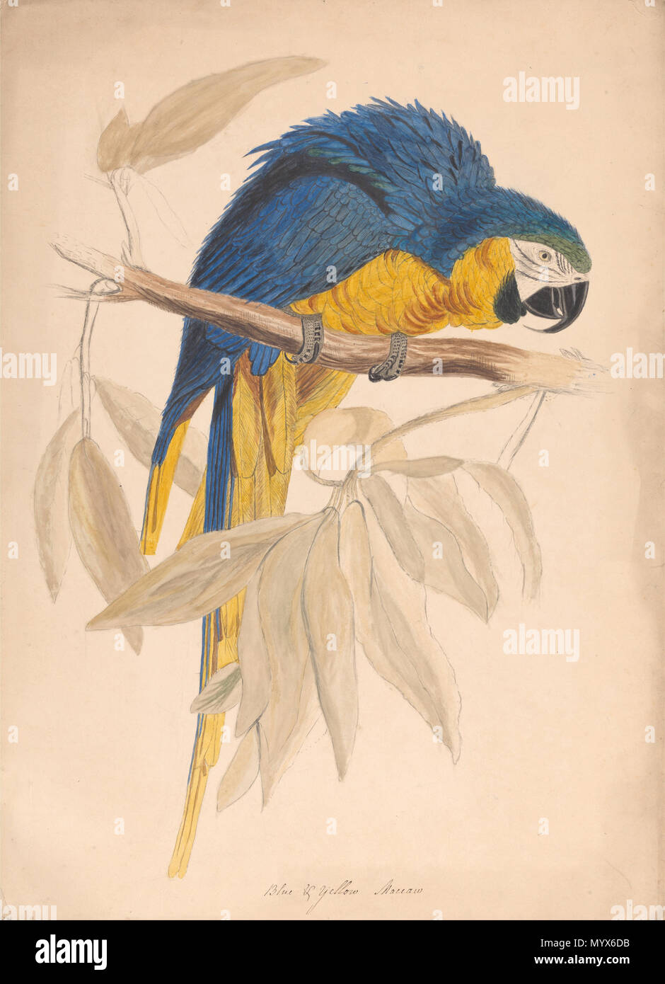 . Blue & Yellow Maccaw . 1832 1 Blue & Yellow Maccaw - Google Art ...