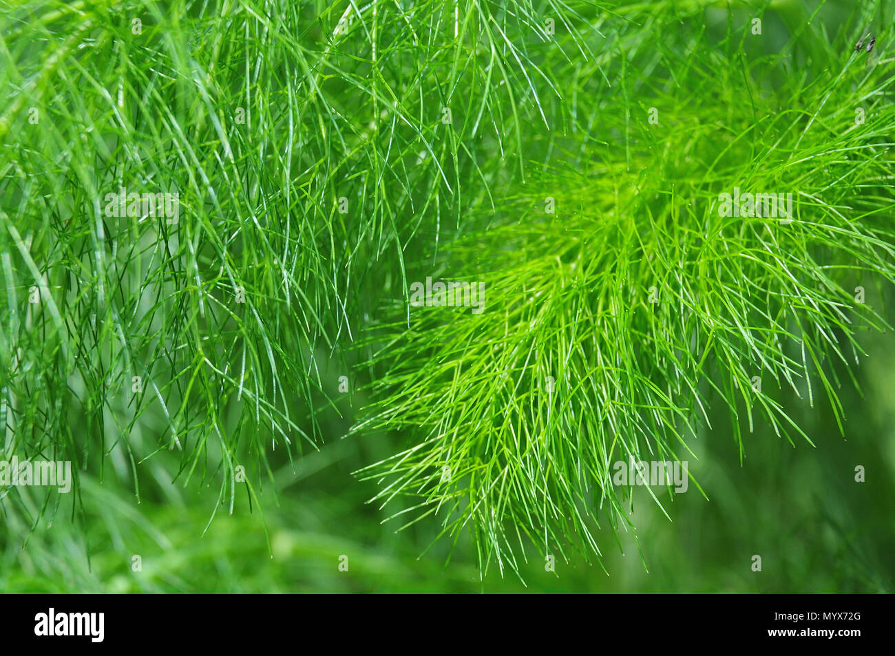 close up of green feathery leaves of foeniculum vulgare, a perennial herb with aromatic taste ...