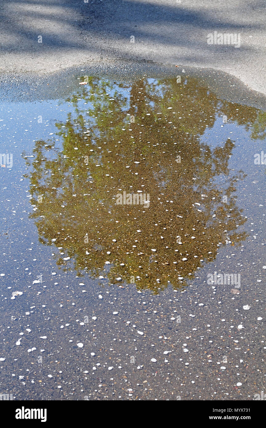 puddle on tarmac street reflecting deciduous tree and blue sky Stock ...