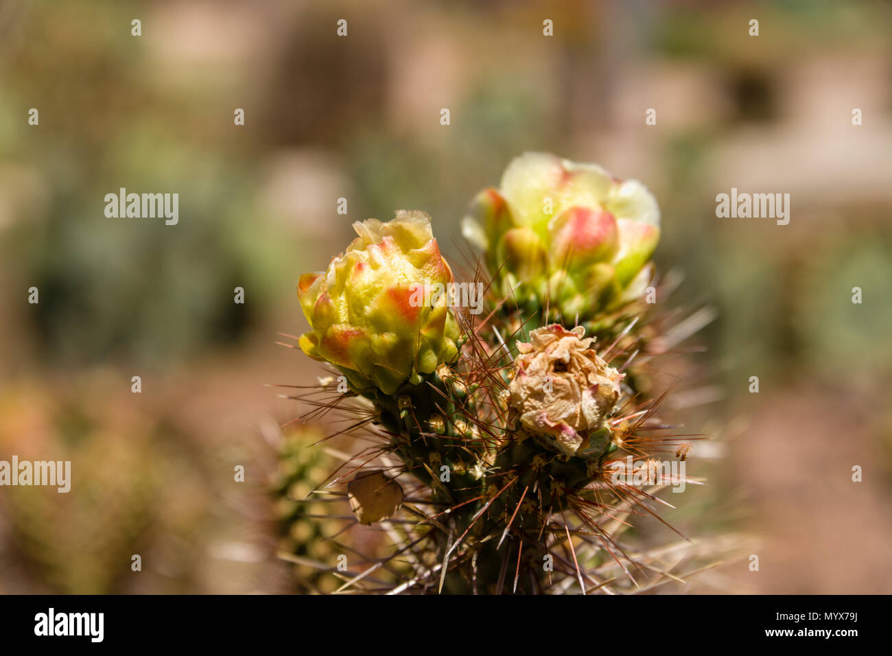 Spiny Cactus Buds Stock Photo - Alamy