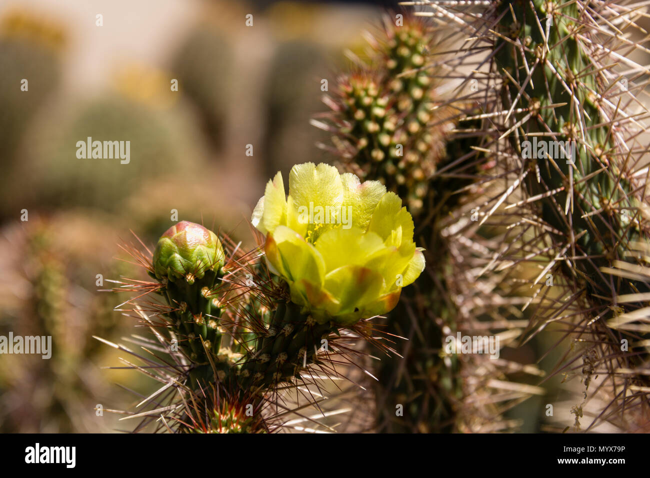 Spiny Cactus High Resolution Stock Photography and Images - Alamy