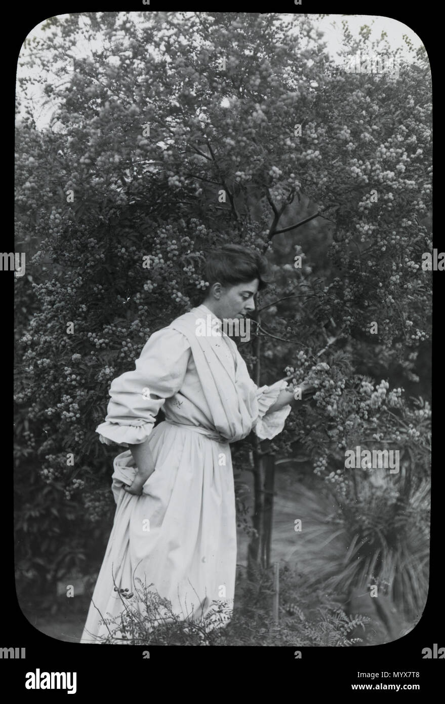 . Amy Campbell with Wattle . (1921 - 1922) 1 Archibald James Campbell ...