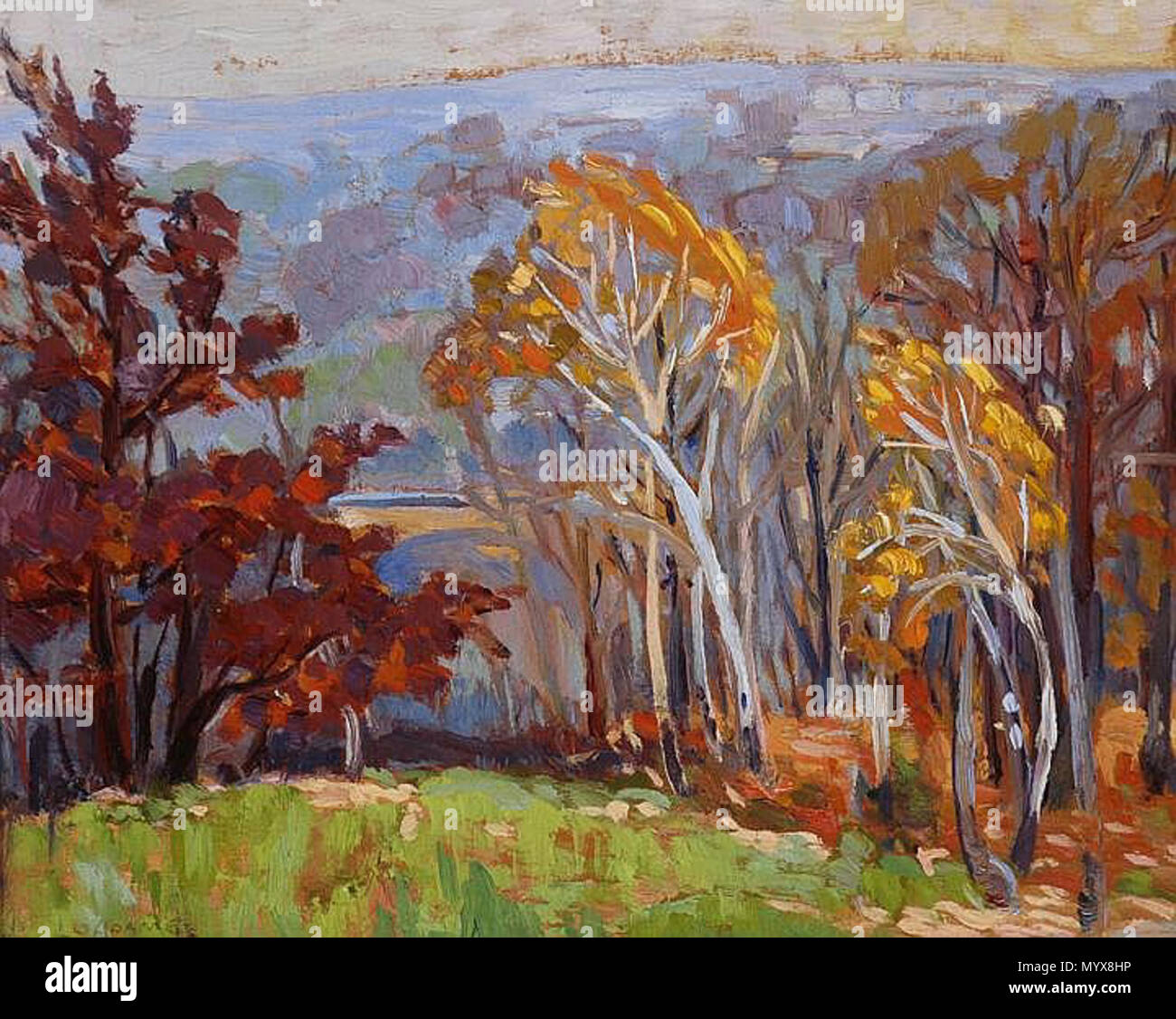 Copper birch hi-res stock photography and images - Alamy