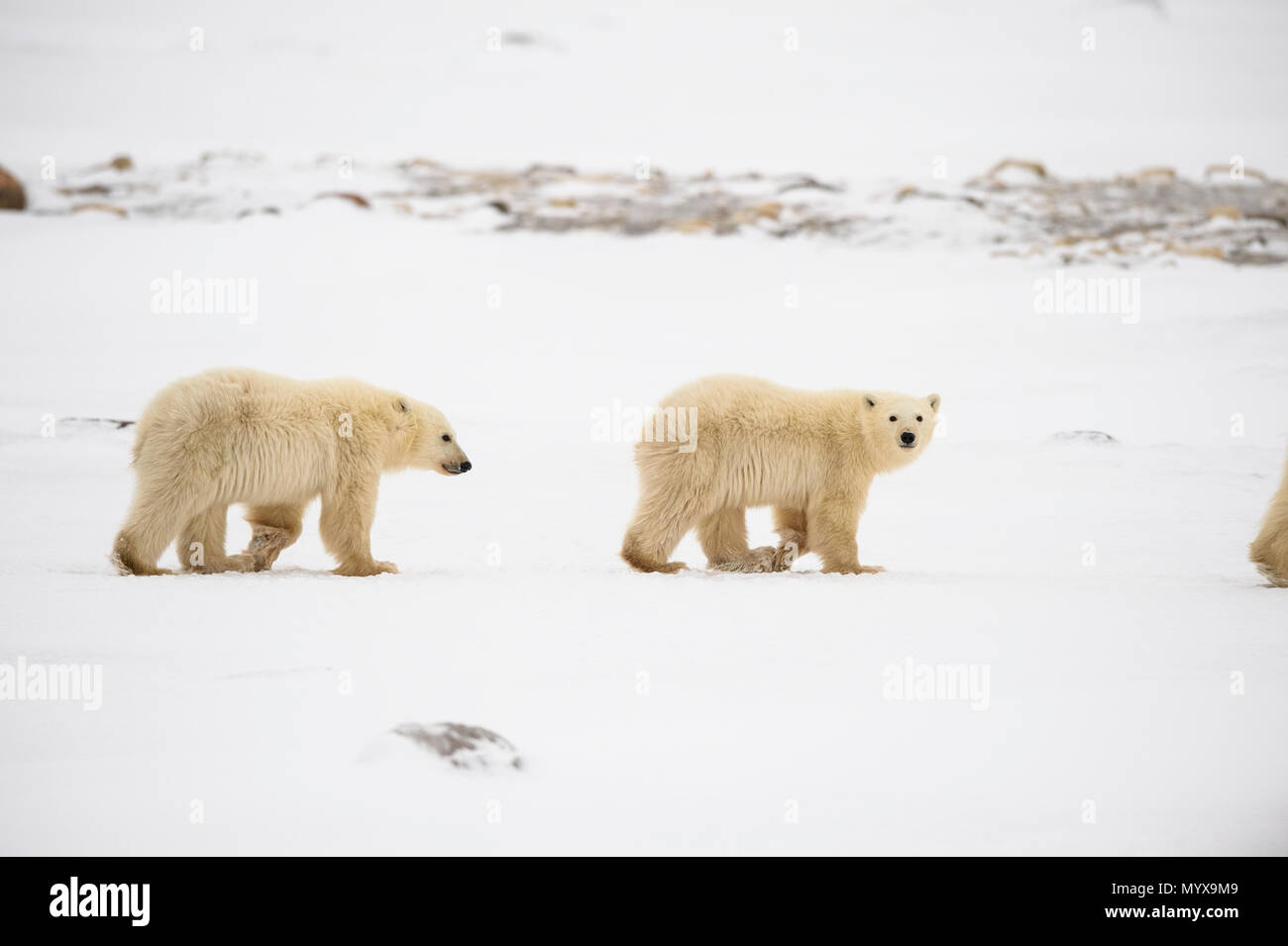 Polar Bear (Ursus maritimus) Mother and two Cubs of the Year (COY ...