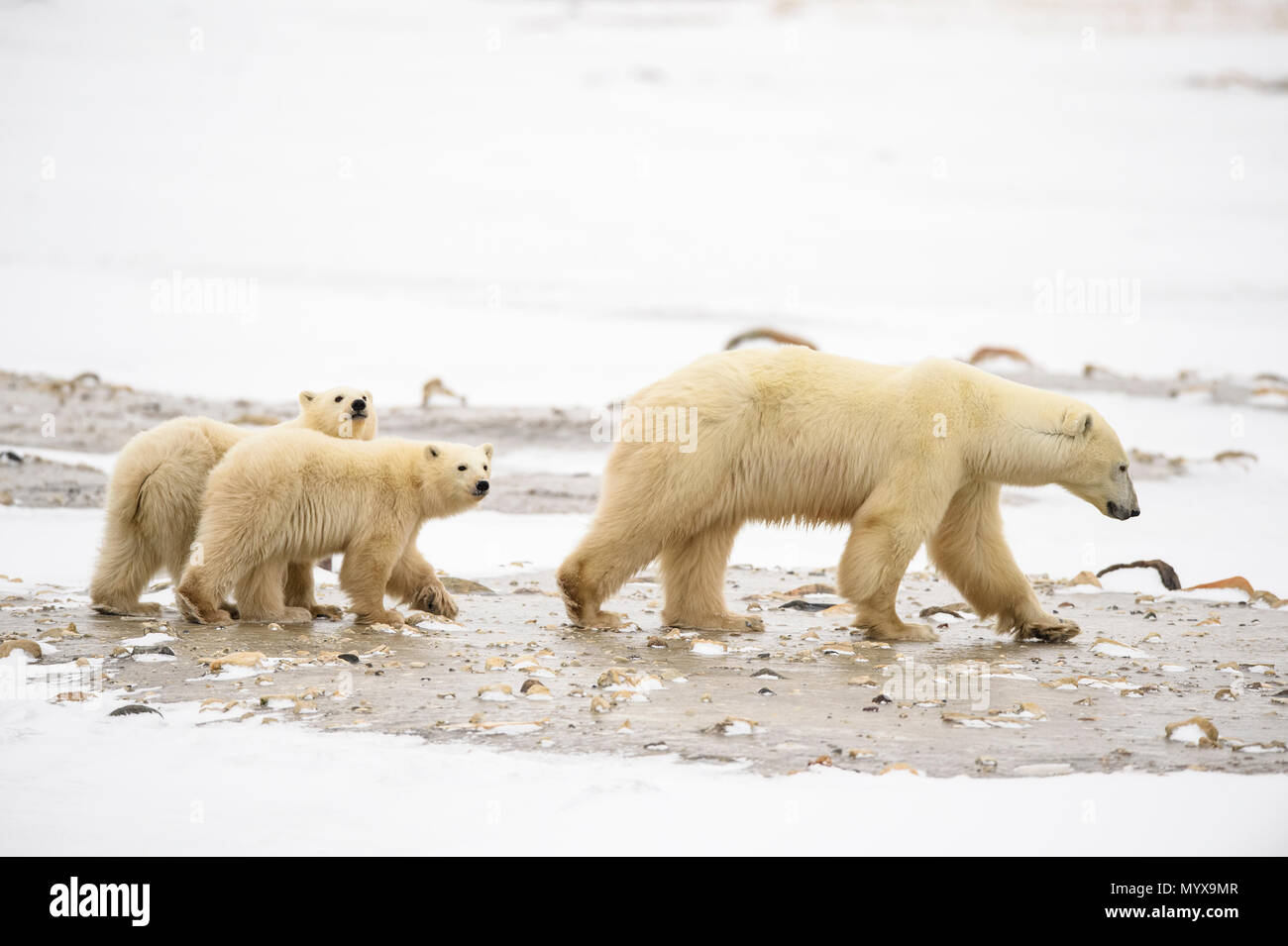 Polar Bear (Ursus maritimus) Mother and two Cubs of the Year (COY ...