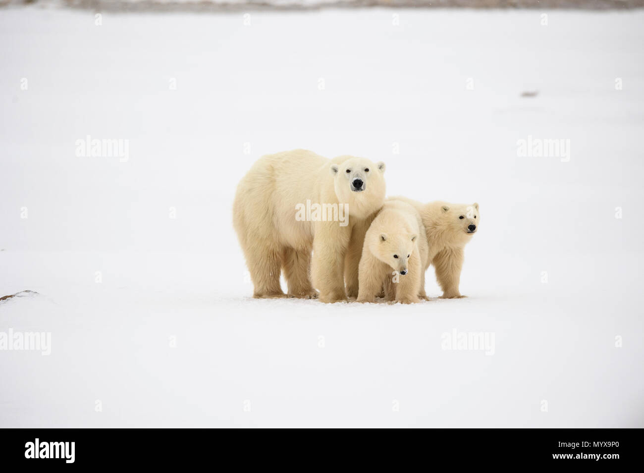 Polar Bear (Ursus maritimus) Mother and two Cubs of the Year (COY ...