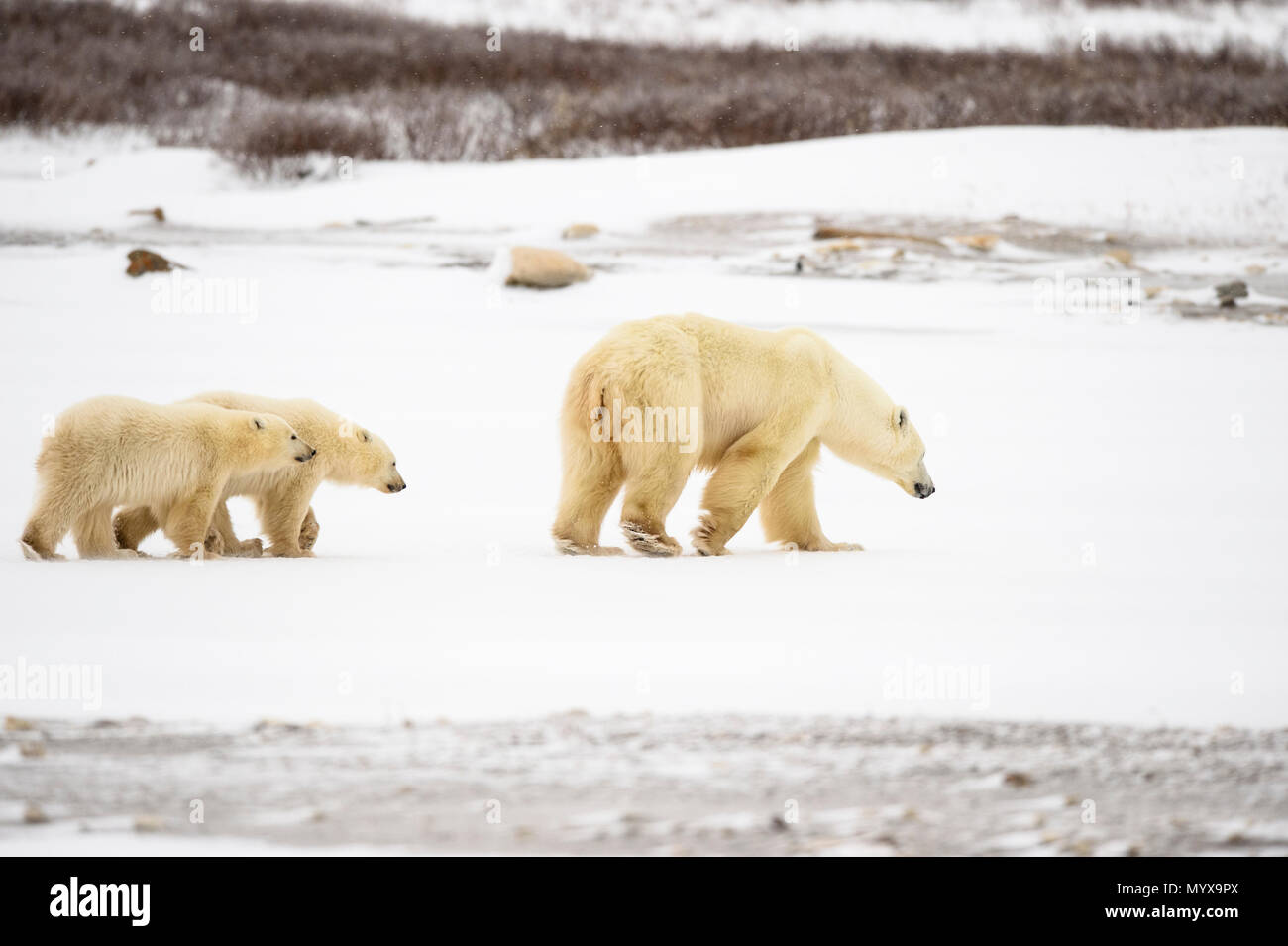 Polar Bear (Ursus maritimus) Mother and two Cubs of the Year (COY ...