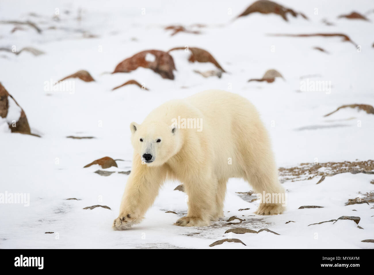 Polar Bear (Ursus maritimus) Yearling cubs with mother close by, Wapusk National Park, Cape ...