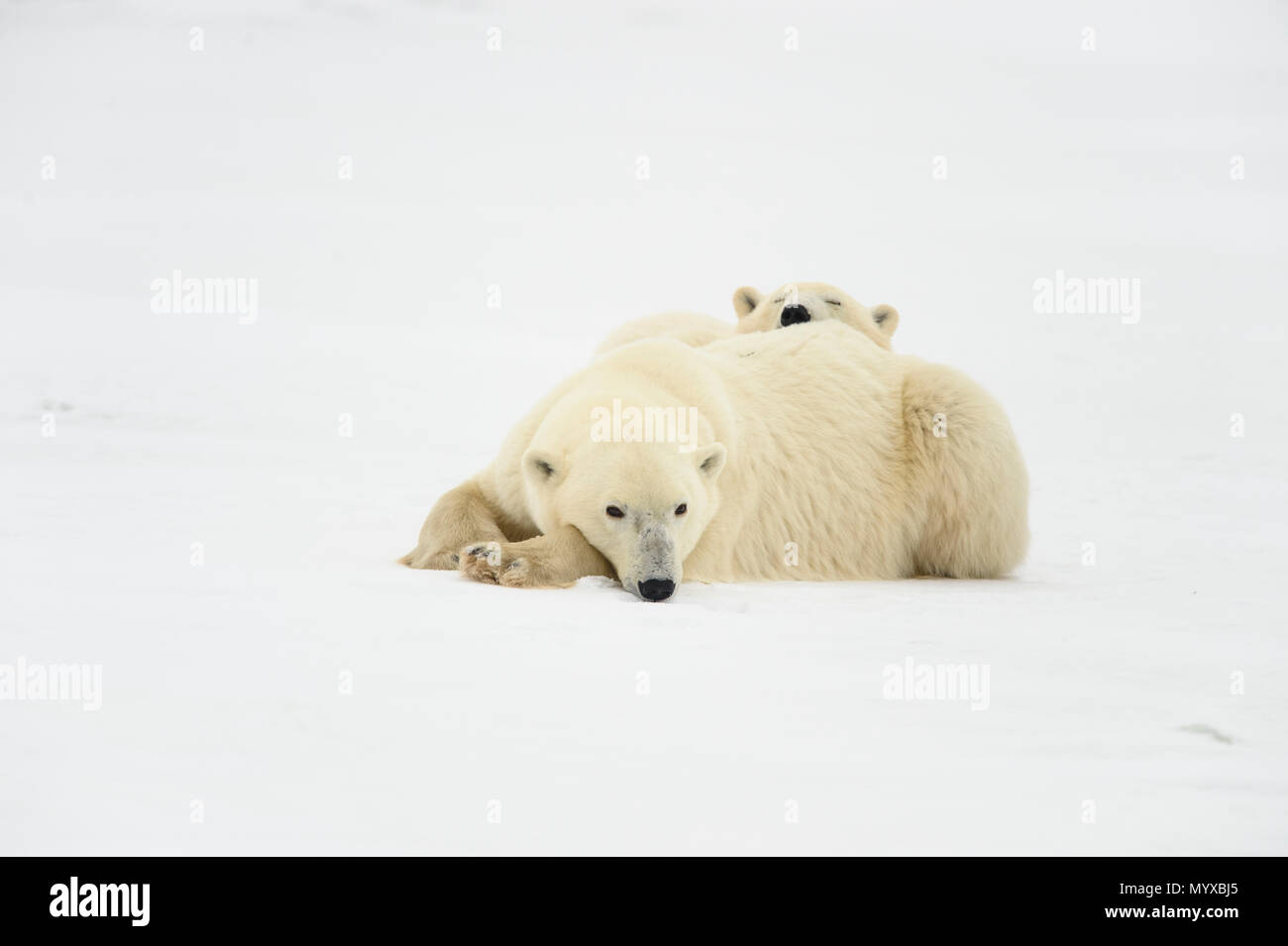 Polar Bear (Ursus maritimus) Mother and yearling cub resting along the Hudson Bay coast, Wapusk ...