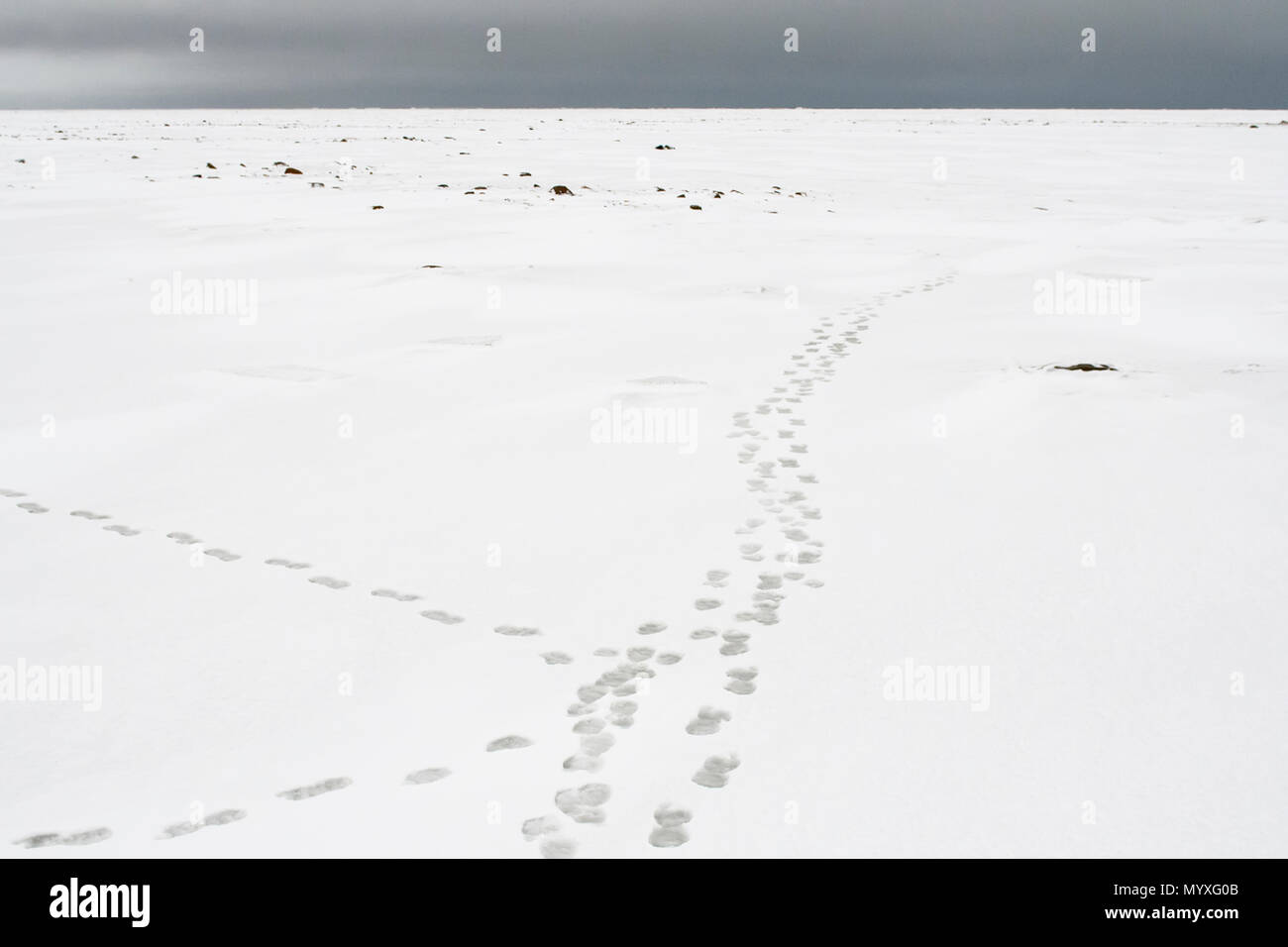 Polar bear tracks in snow hi-res stock photography and images - Alamy