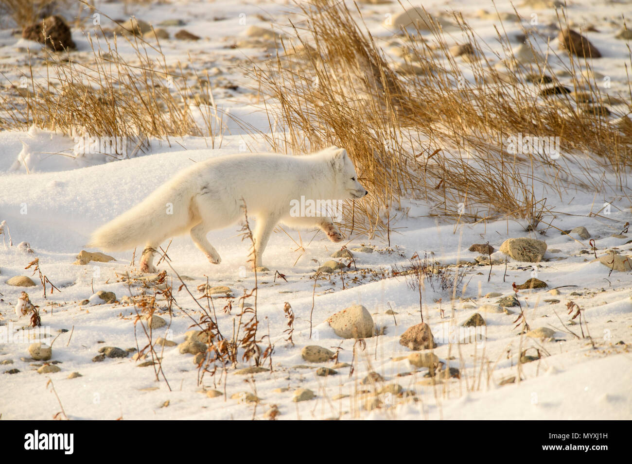 Arctic fox (Vulpes lagopus) Hunting in shoreline grasses, Churchill ...