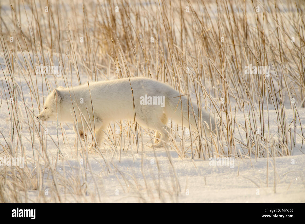 Arctic fox (Vulpes lagopus) Hunting in shoreline grasses, Churchill ...